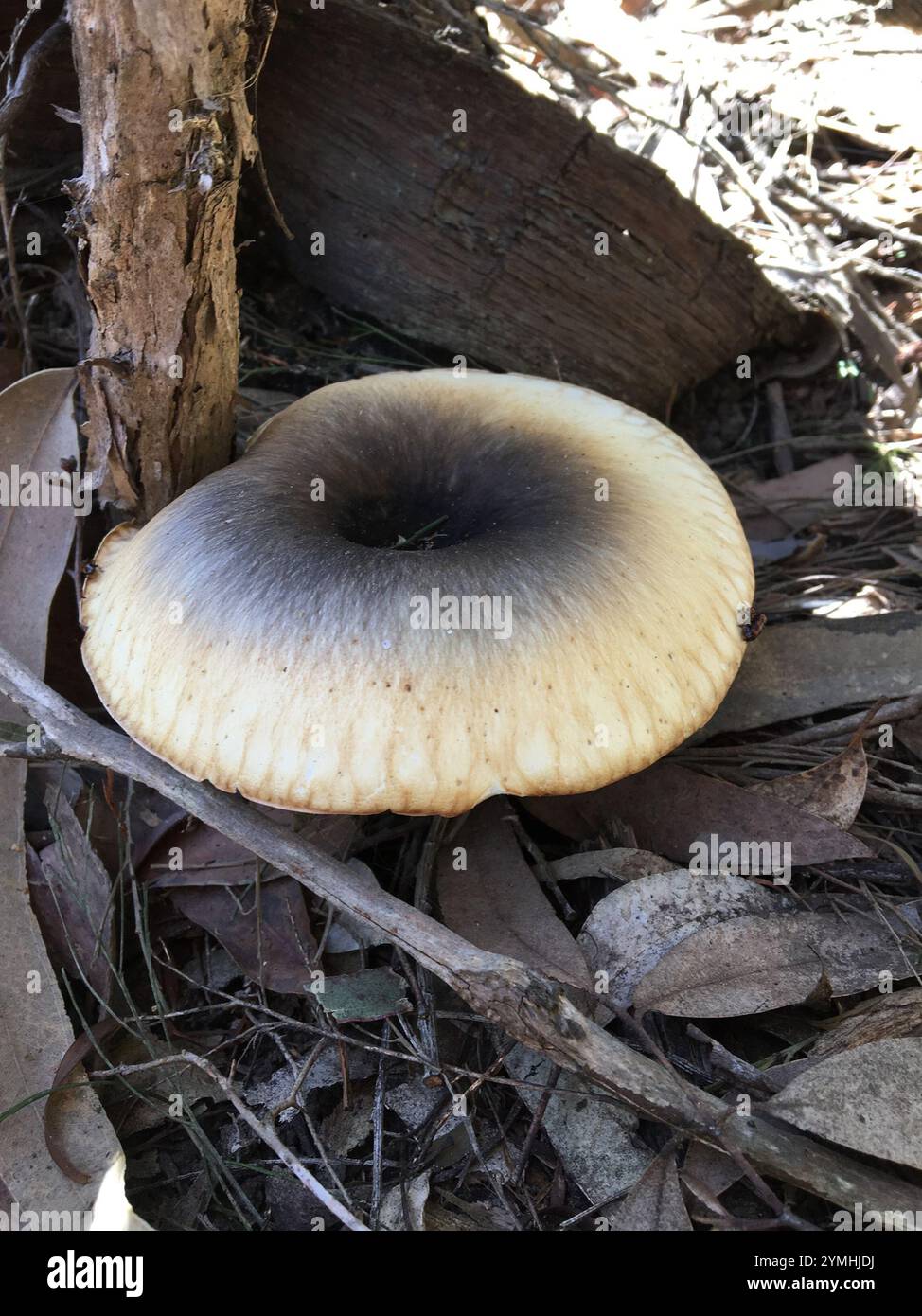 ghost fungus (Omphalotus nidiformis Stock Photo - Alamy