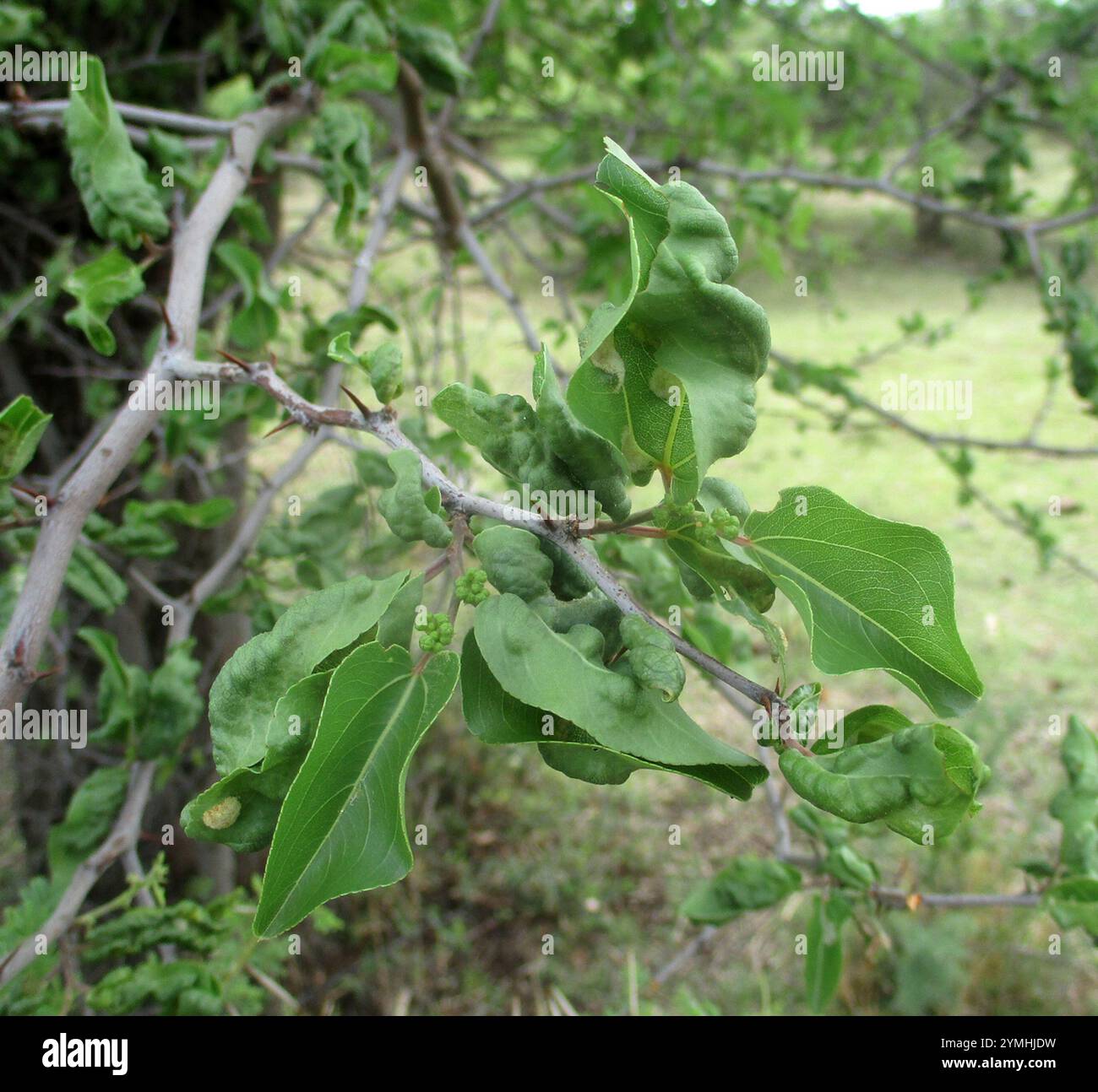 buffalo-thorn (Ziziphus mucronata Stock Photo - Alamy