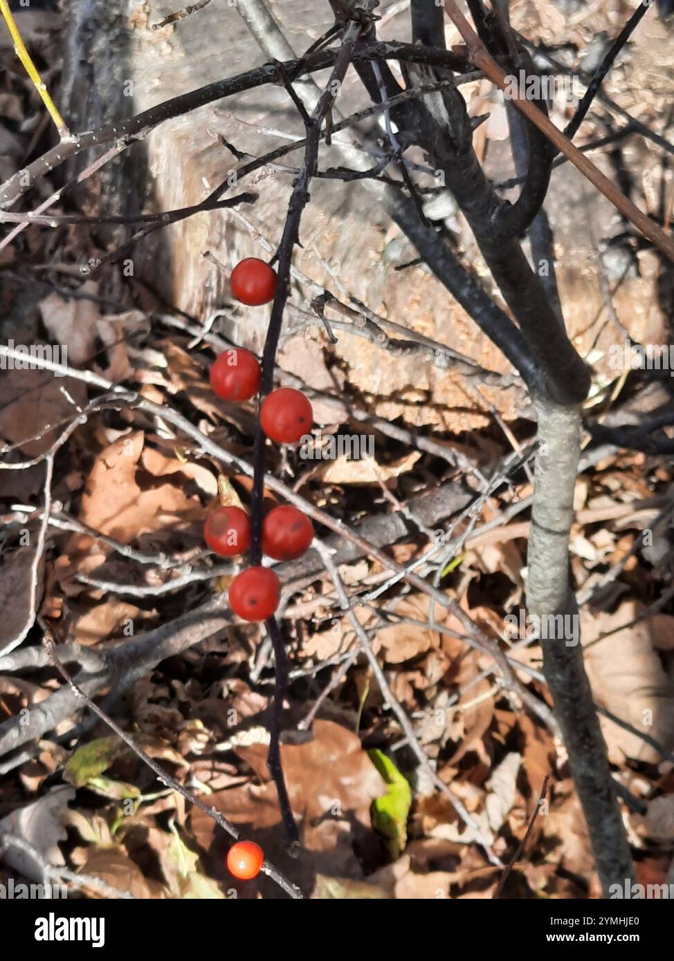 winterberry holly (Ilex verticillata Stock Photo - Alamy