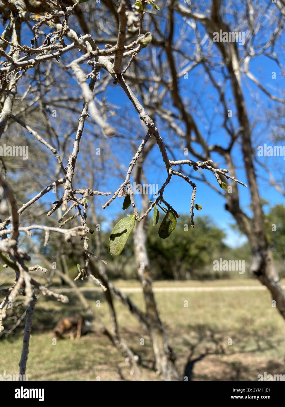 Texas Persimmon (Diospyros texana Stock Photo - Alamy