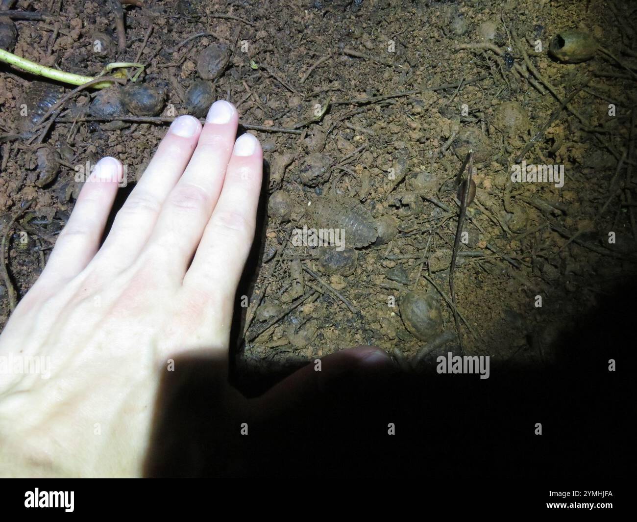 Giant Cockroaches (Blaberidae Stock Photo - Alamy