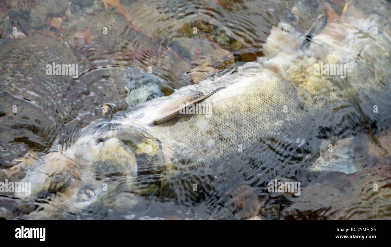 Pacific Salmons and Trouts (Oncorhynchus Stock Photo - Alamy
