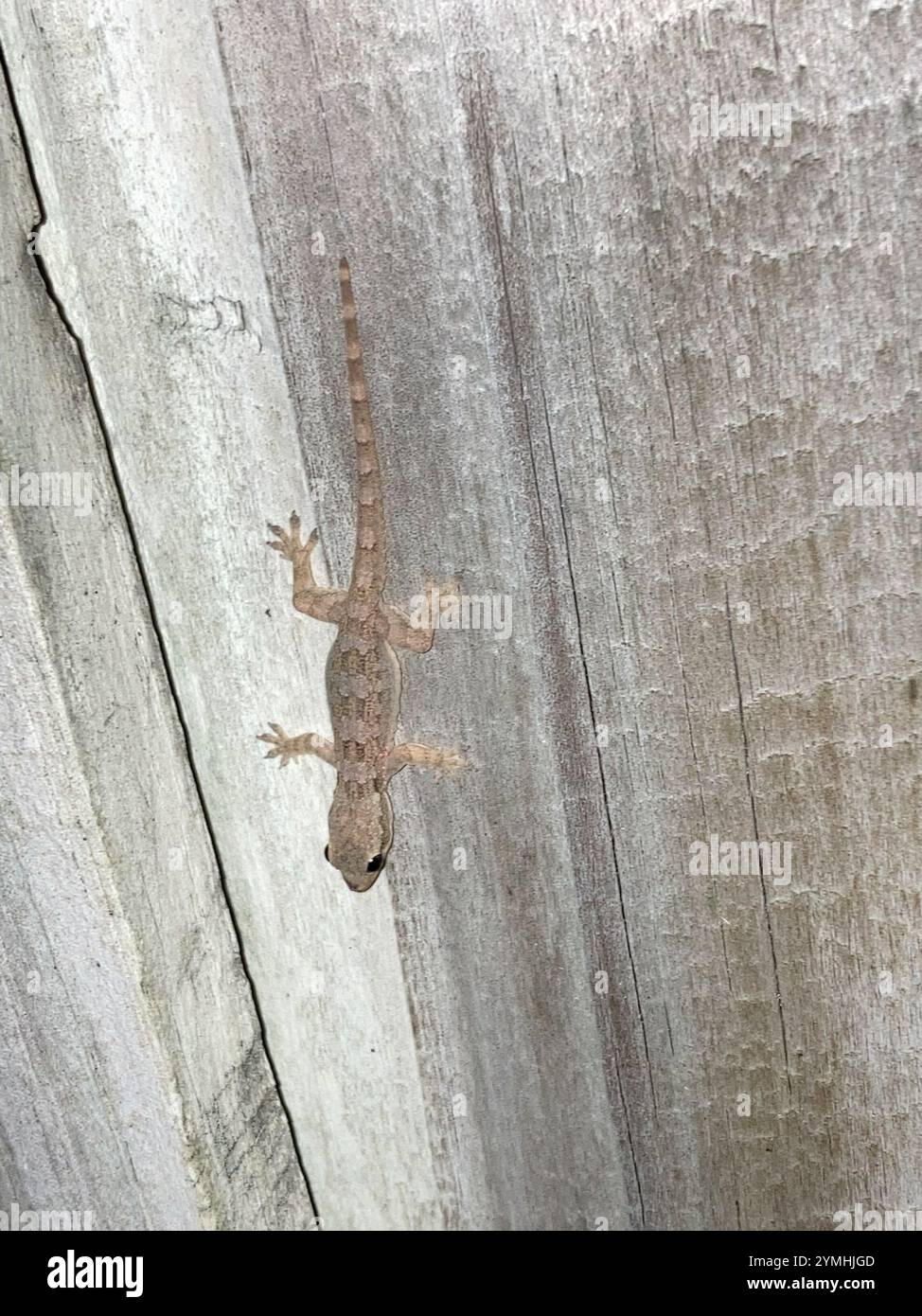 Flat-tailed House Gecko (Hemidactylus platyurus Stock Photo - Alamy