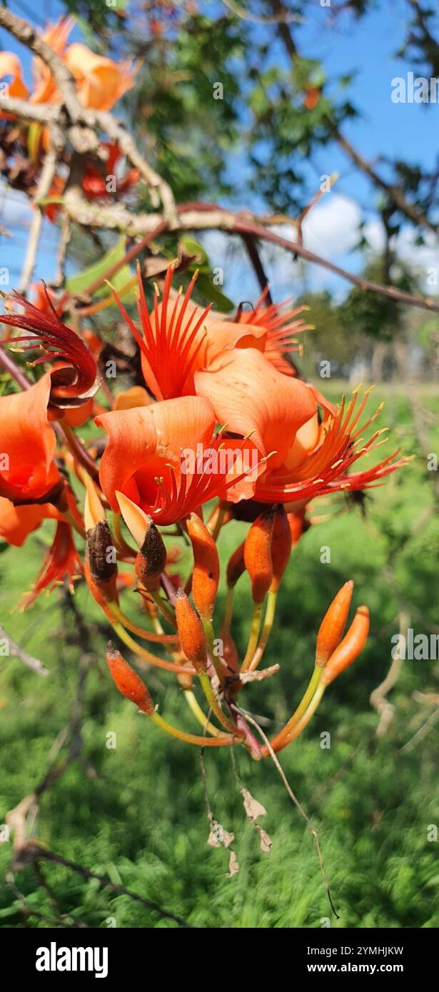 Bat's wing Coral tree (Erythrina vespertilio Stock Photo - Alamy