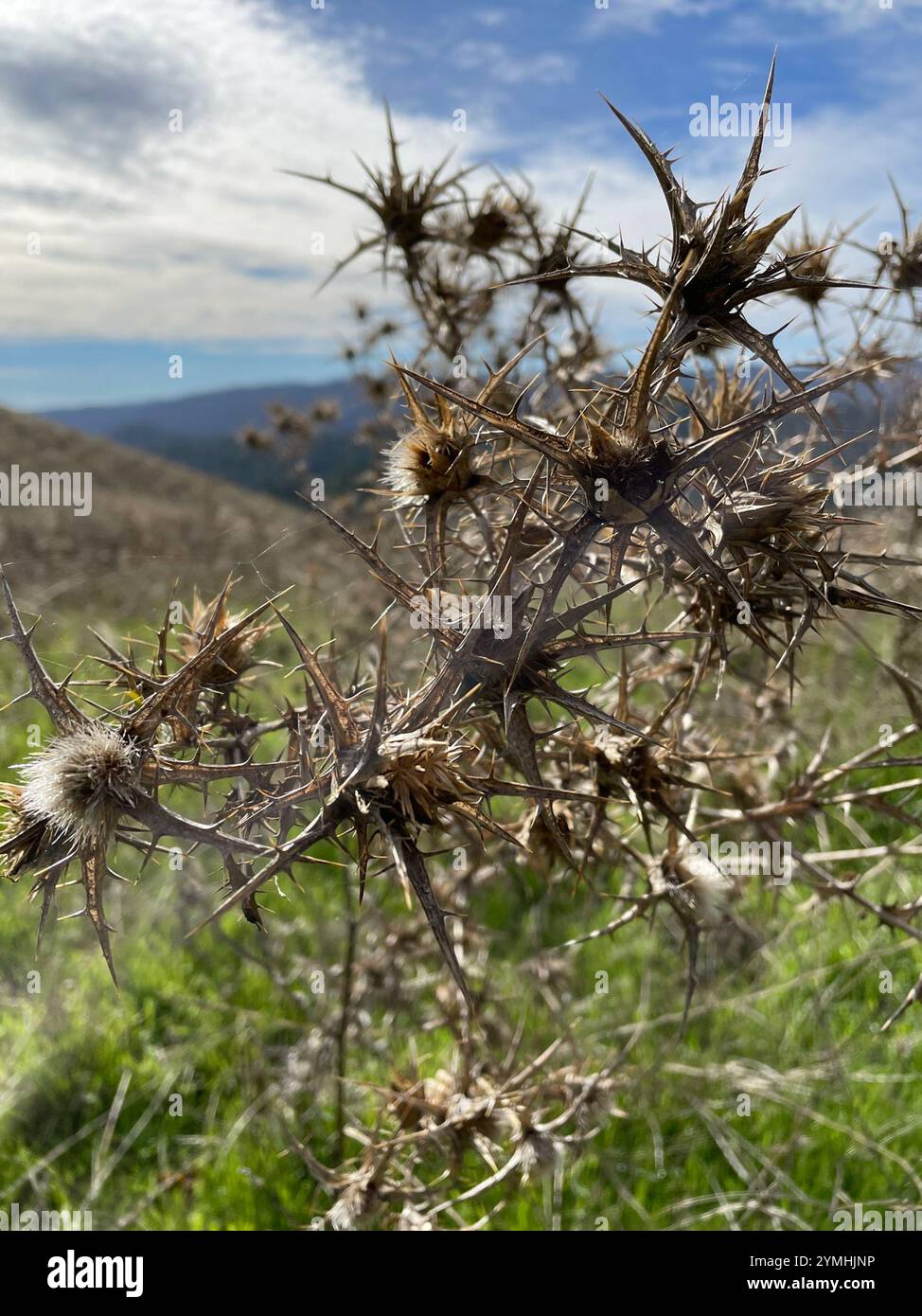 woolly distaff thistle (Carthamus lanatus Stock Photo - Alamy