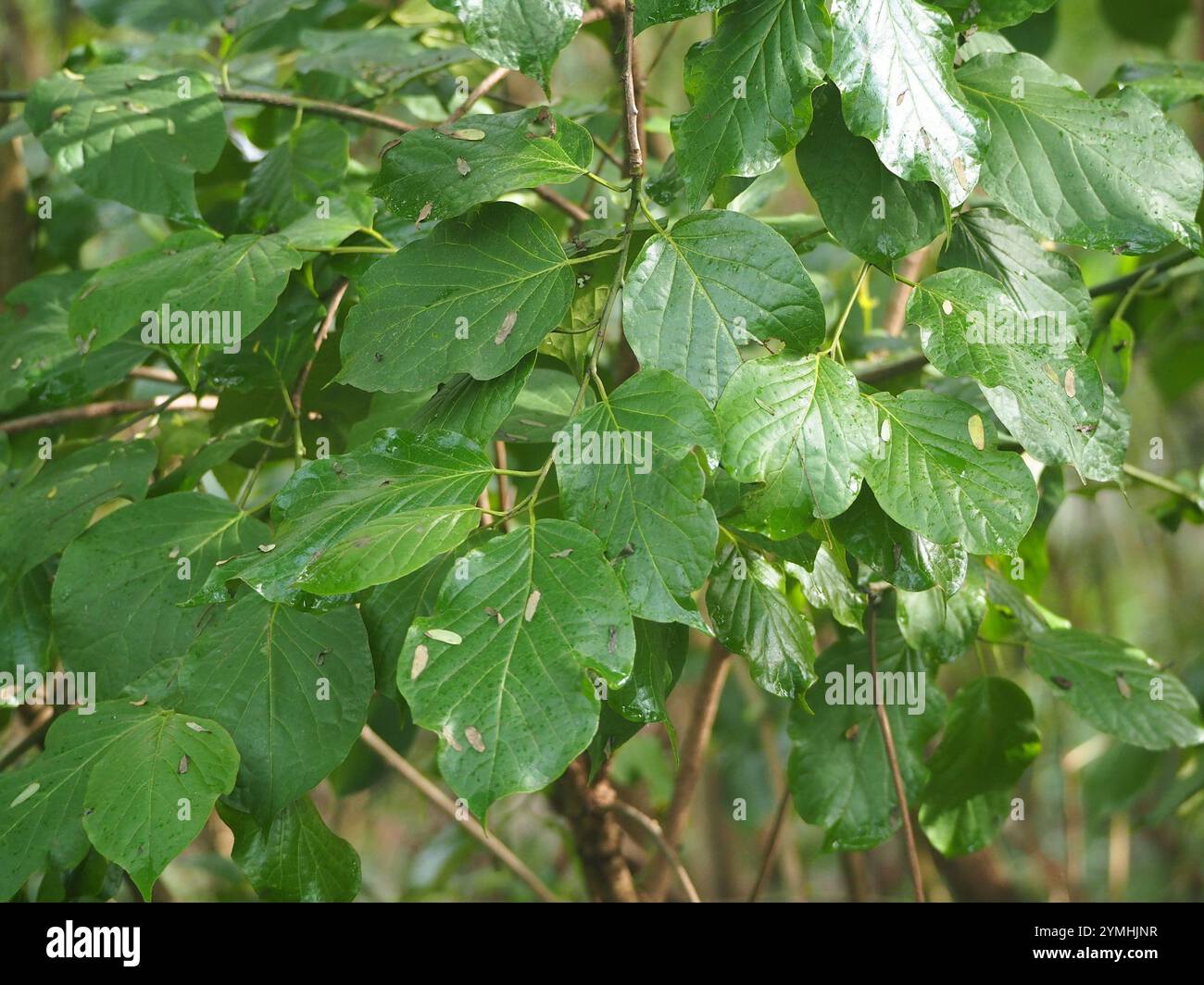 Formosa Ehretia (Ehretia resinosa Stock Photo - Alamy