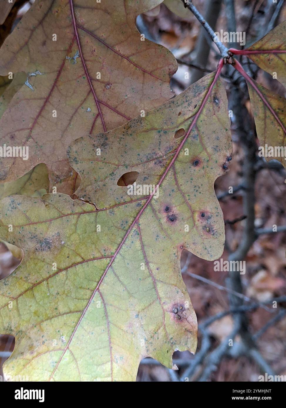 oak flake gall wasp (Neuroterus quercusverrucarum Stock Photo - Alamy