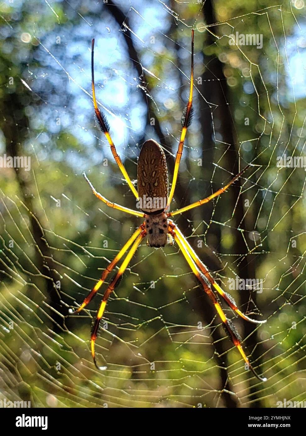 Golden Silk Spider (Trichonephila clavipes Stock Photo - Alamy