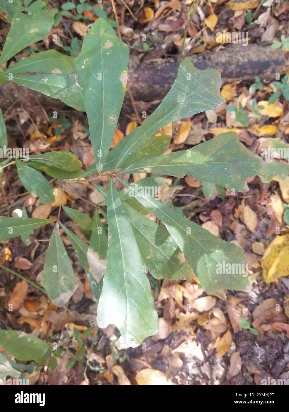 water oak (Quercus nigra Stock Photo - Alamy