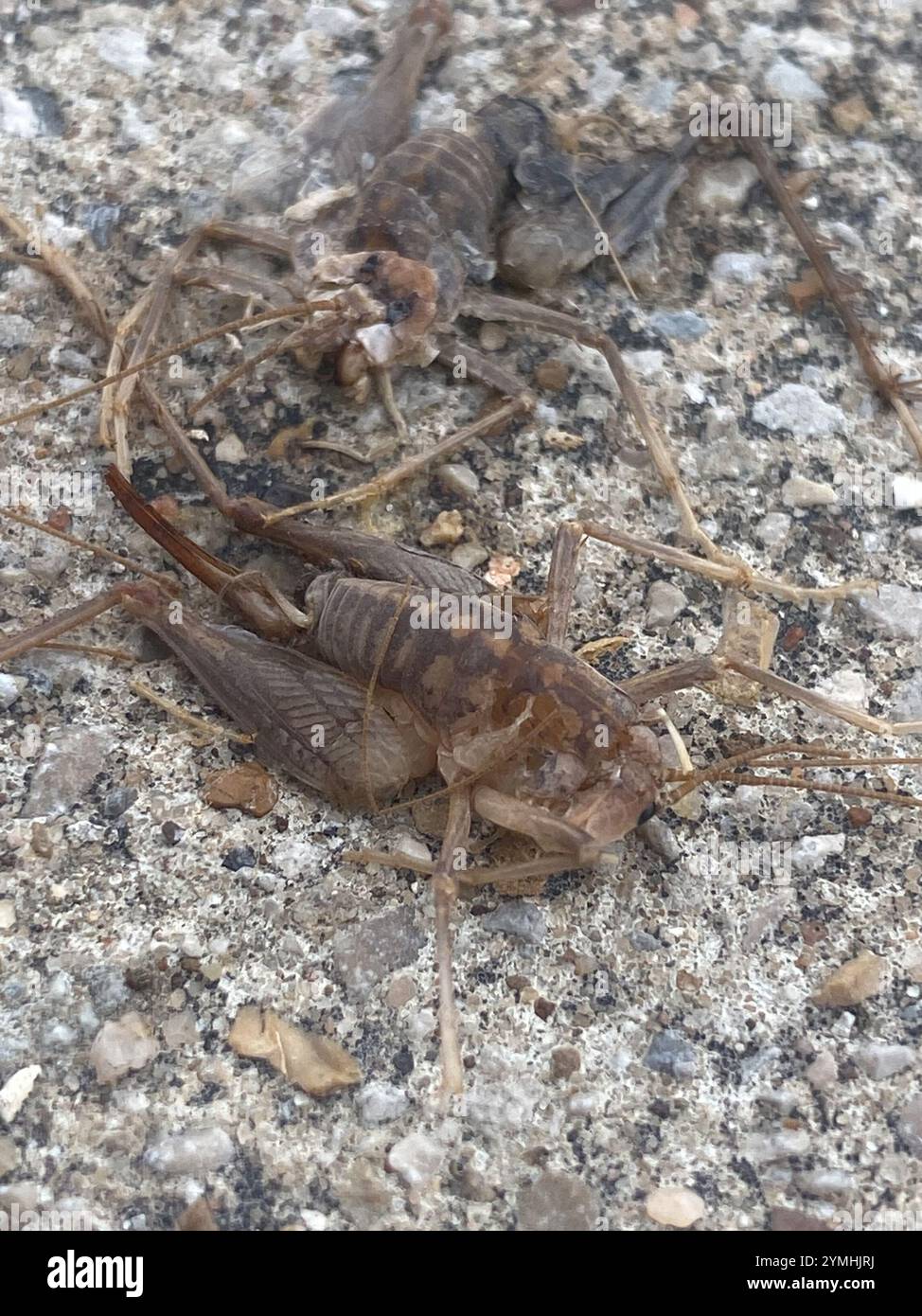 Camel Crickets, Cave Crickets, and Cave Wēta (Rhaphidophoridae Stock ...