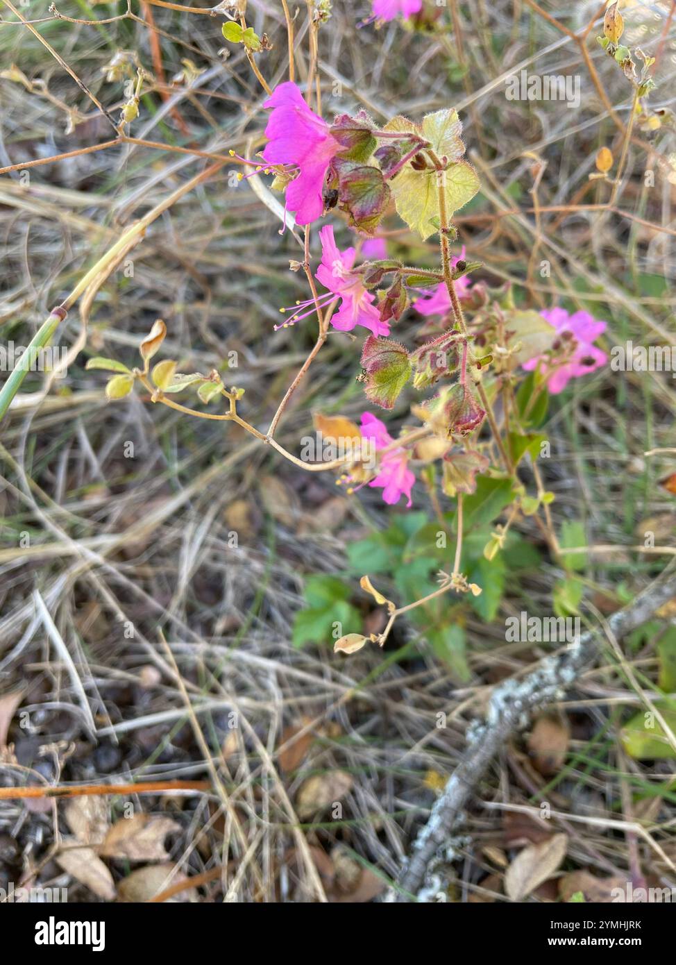 White Four o'Clock (Mirabilis albida Stock Photo - Alamy
