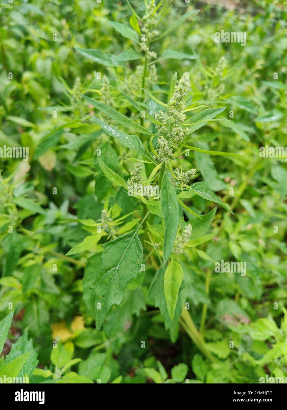 Common Lambsquarters (Chenopodium album Stock Photo - Alamy