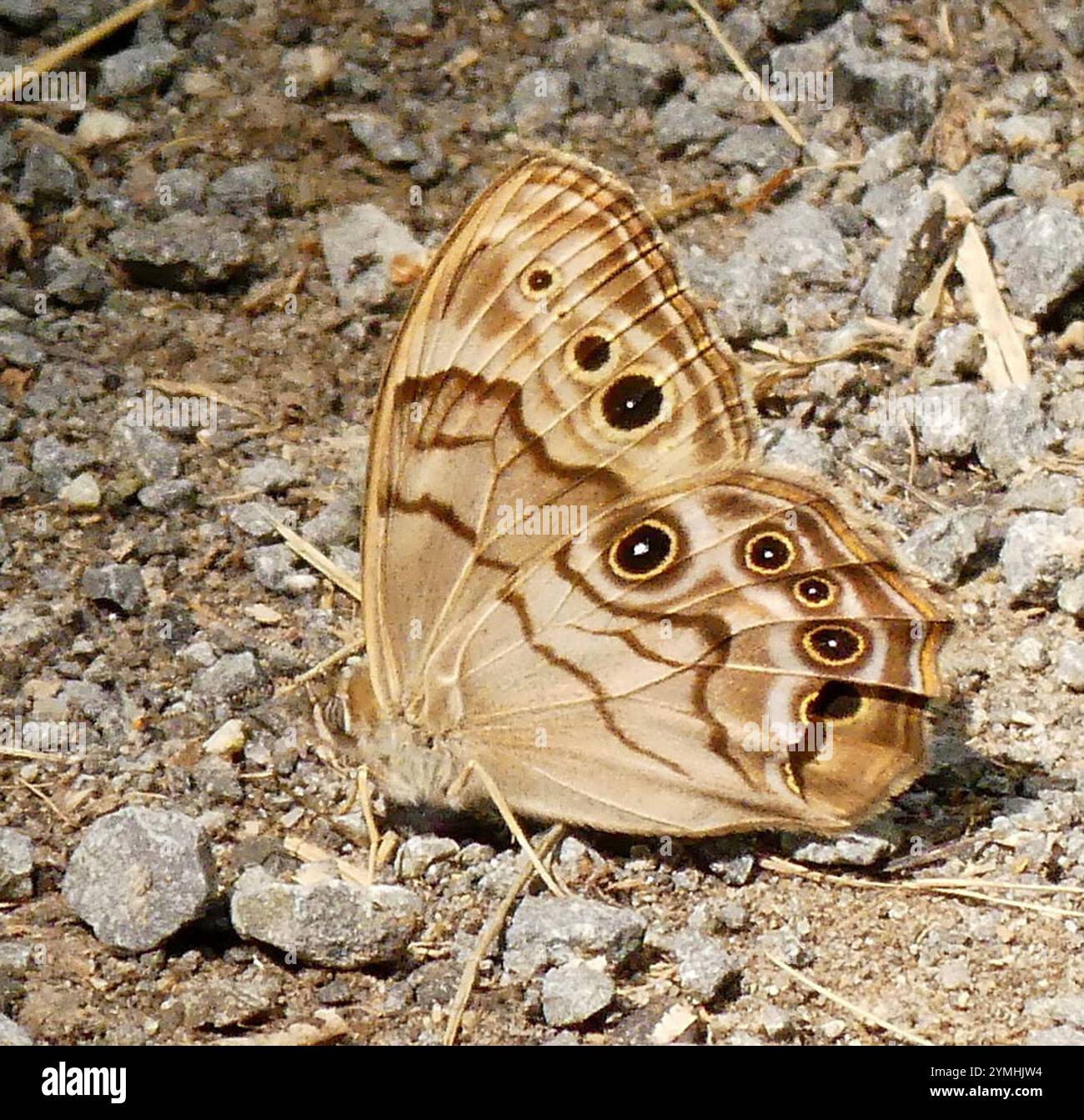 Northern Pearly-eye (Lethe anthedon Stock Photo - Alamy