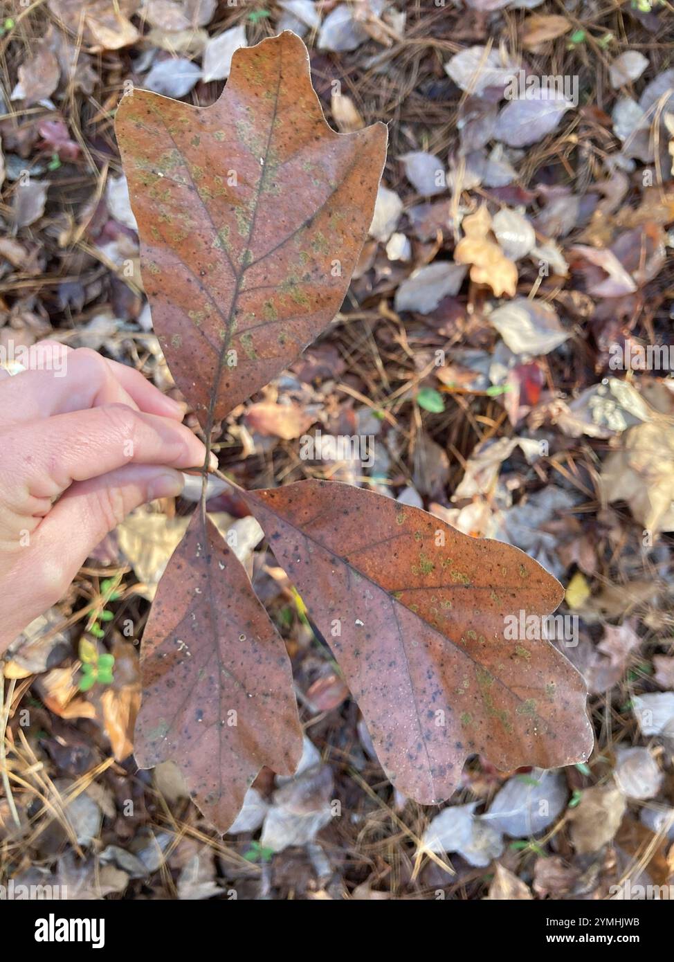 southern red oak (Quercus falcata Stock Photo - Alamy