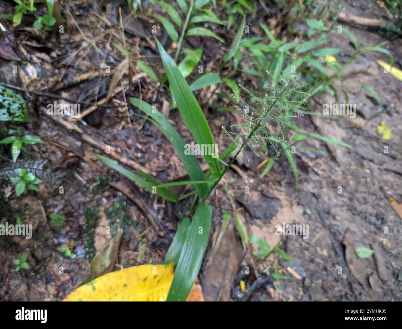 bristlegrasses, bluestems, paspalums, and allies (Panicoideae Stock ...