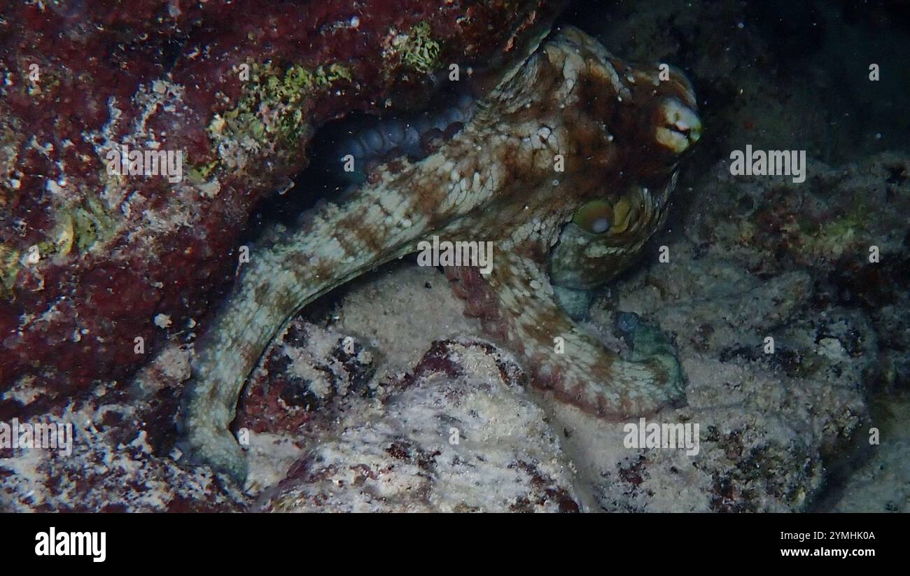 Brazilian Reef Octopus (Octopus insularis Stock Photo - Alamy