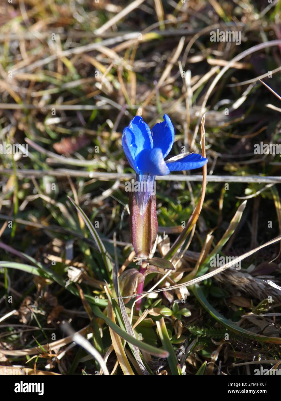 spring gentian (Gentiana verna Stock Photo - Alamy