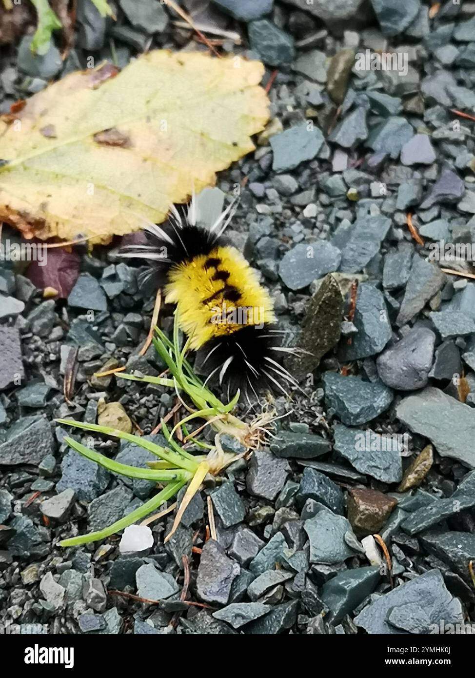 Spotted Tussock Moth (Lophocampa maculata Stock Photo - Alamy