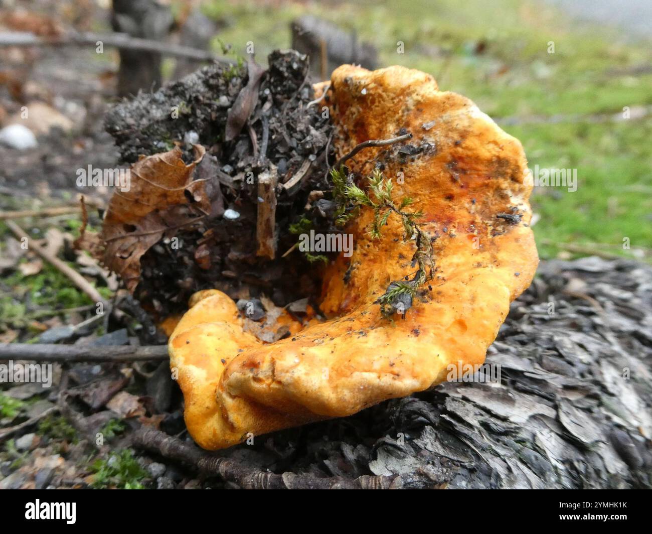 lobster mushroom (Hypomyces lactifluorum Stock Photo - Alamy