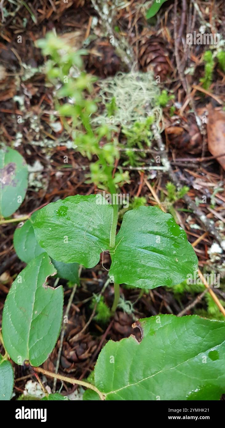 Heartleaf Twayblade (Neottia cordata Stock Photo - Alamy