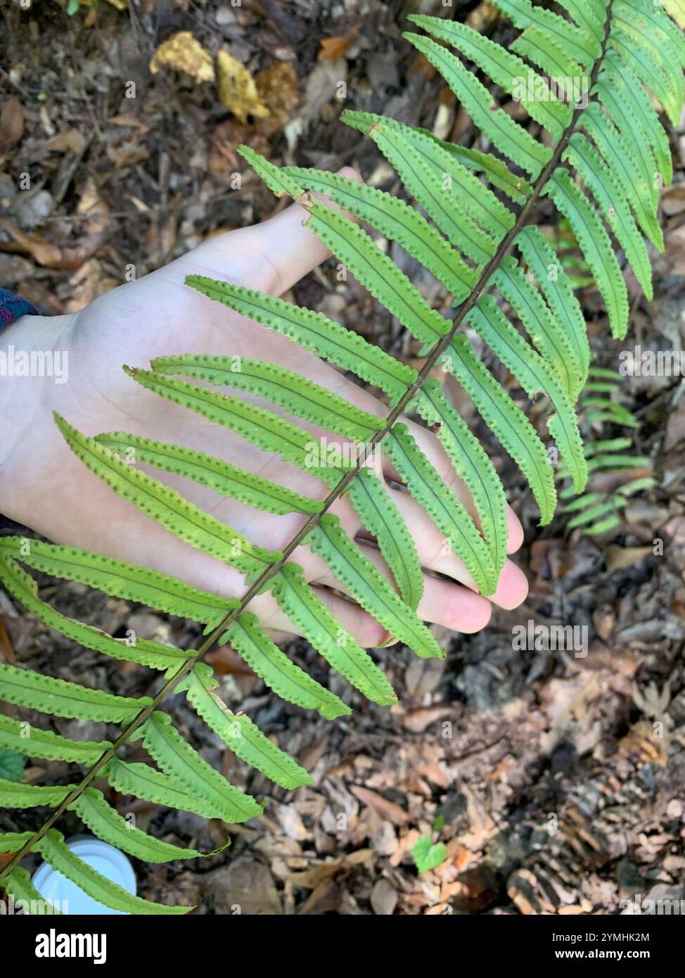 sword ferns (Nephrolepis Stock Photo - Alamy