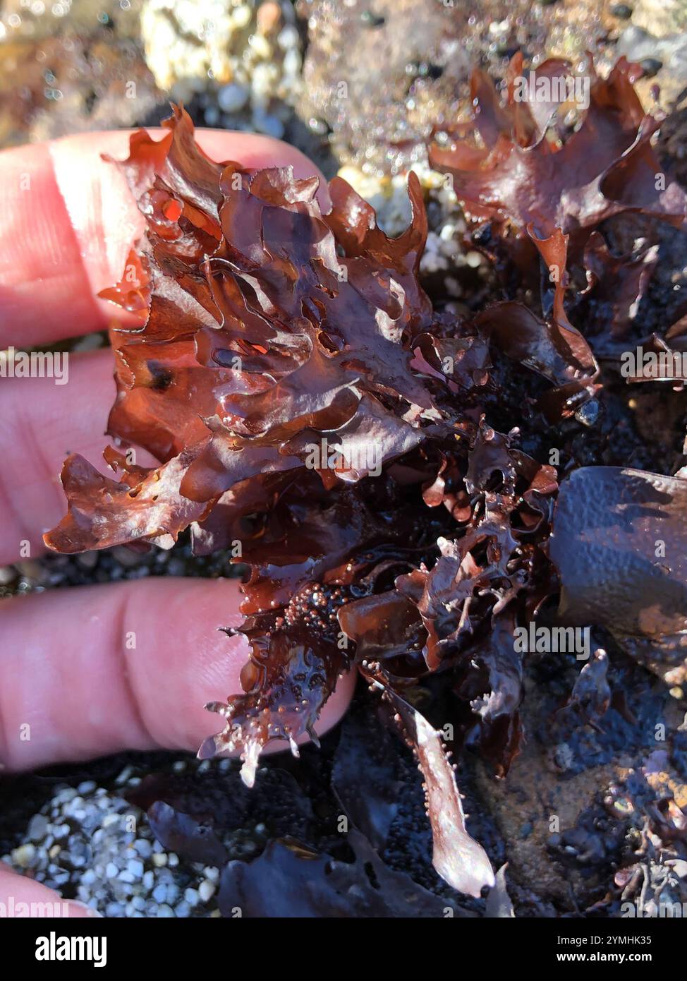 red algae (Rhodophyta Stock Photo - Alamy