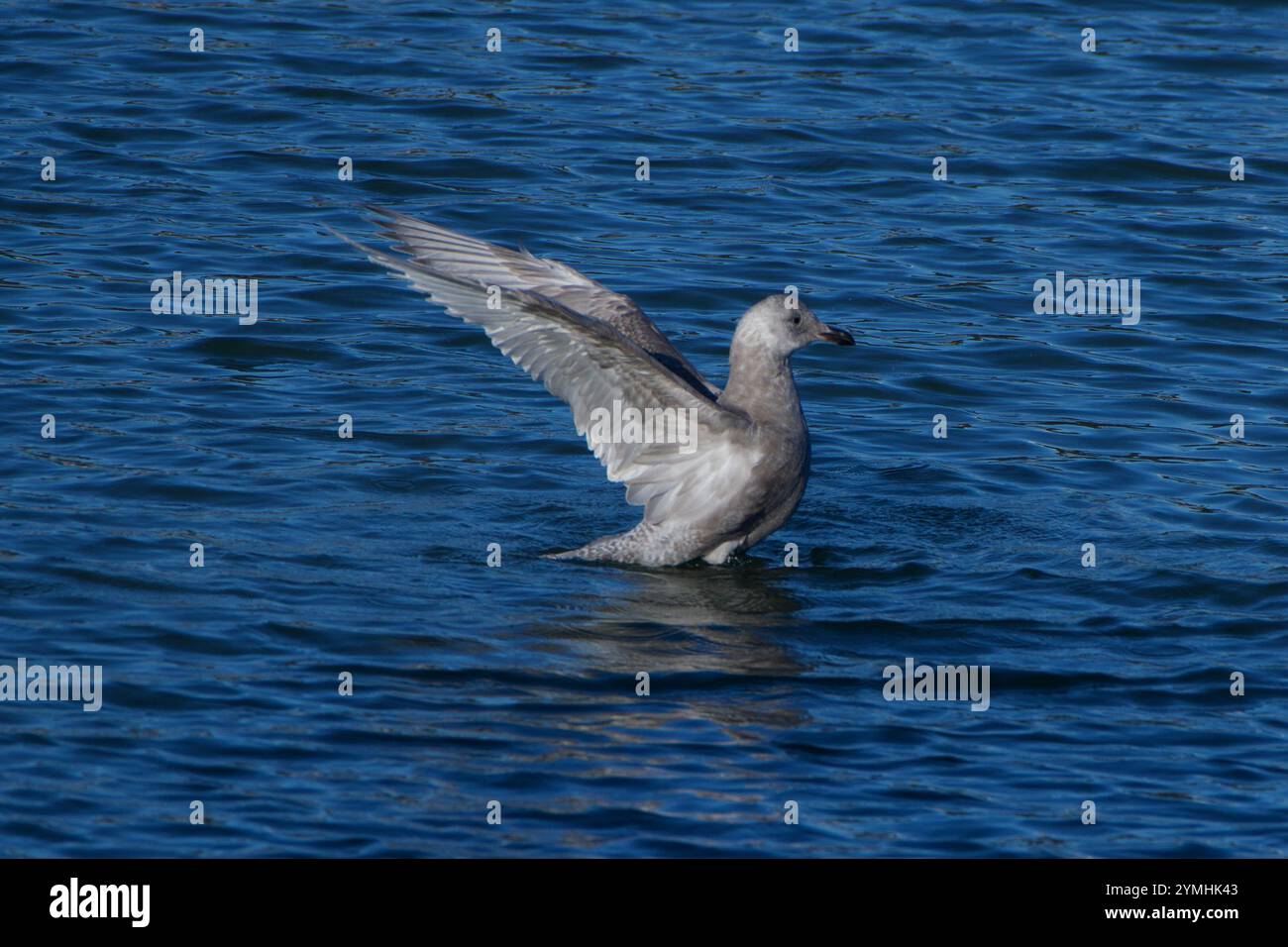 Larus glaucoides thayeri hi-res stock photography and images - Alamy