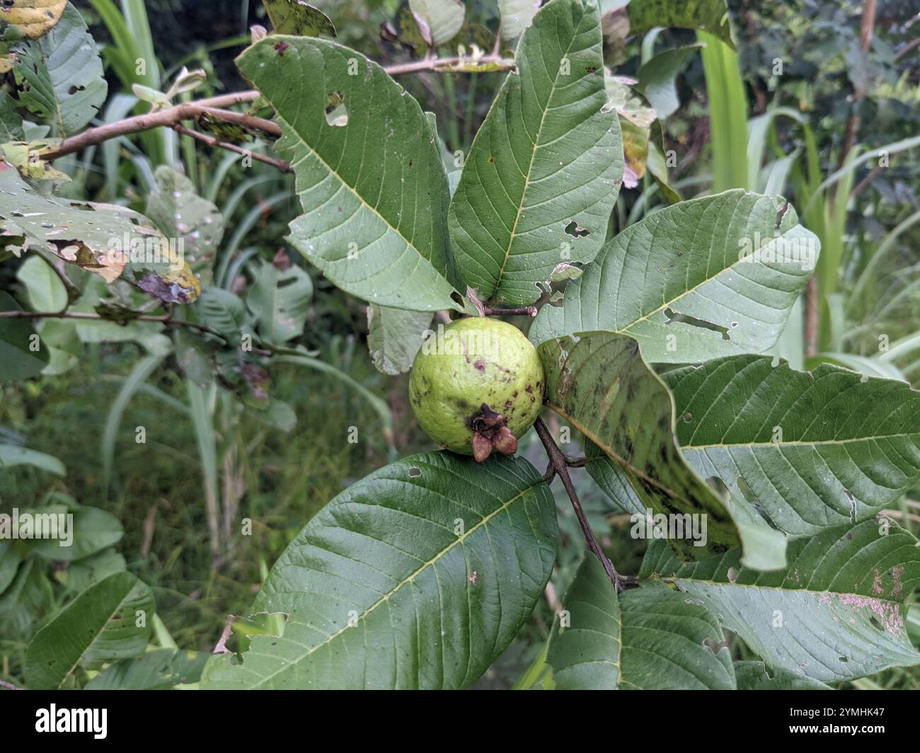 Common guava (Psidium guajava Stock Photo - Alamy