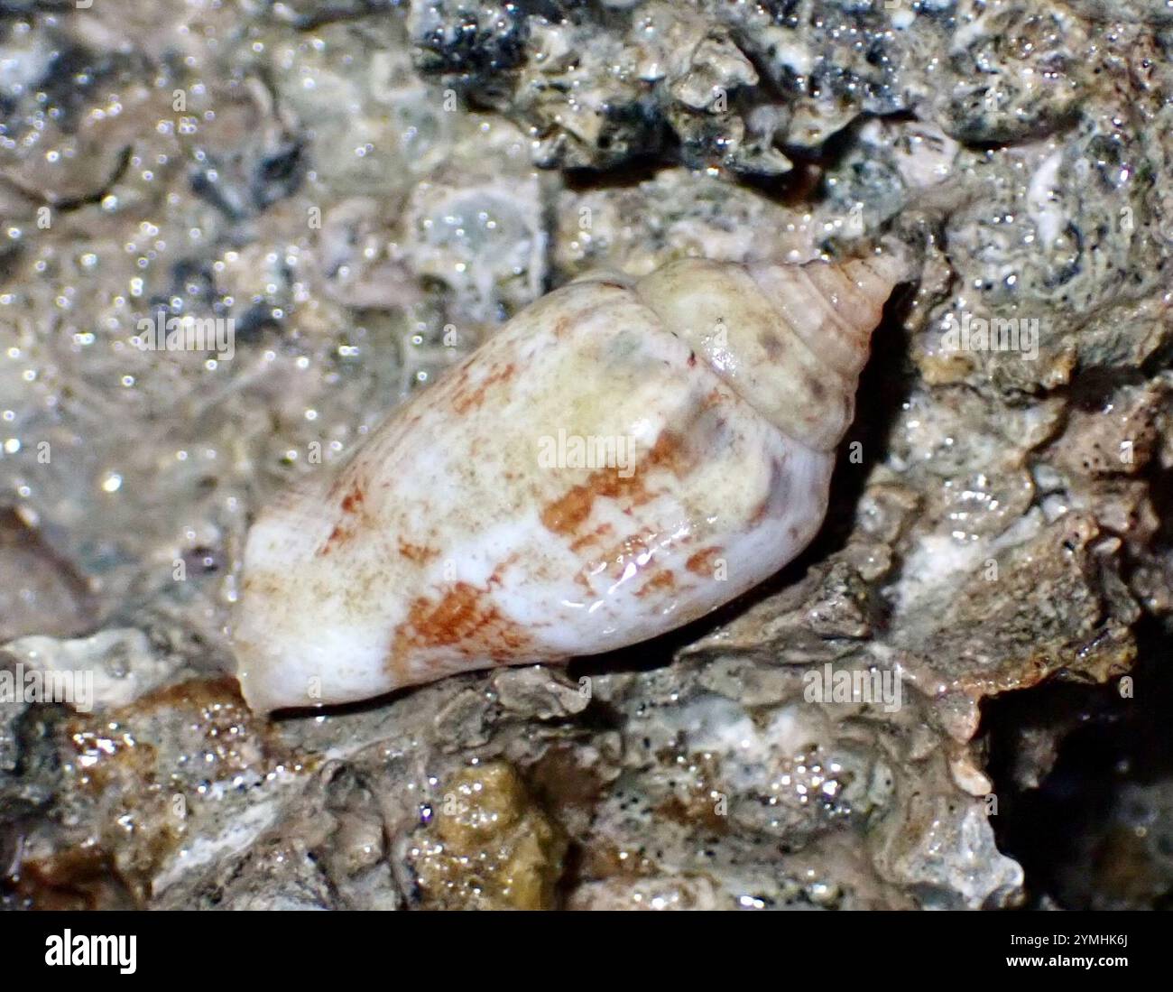 Variable Stromb (Canarium mutabile Stock Photo - Alamy