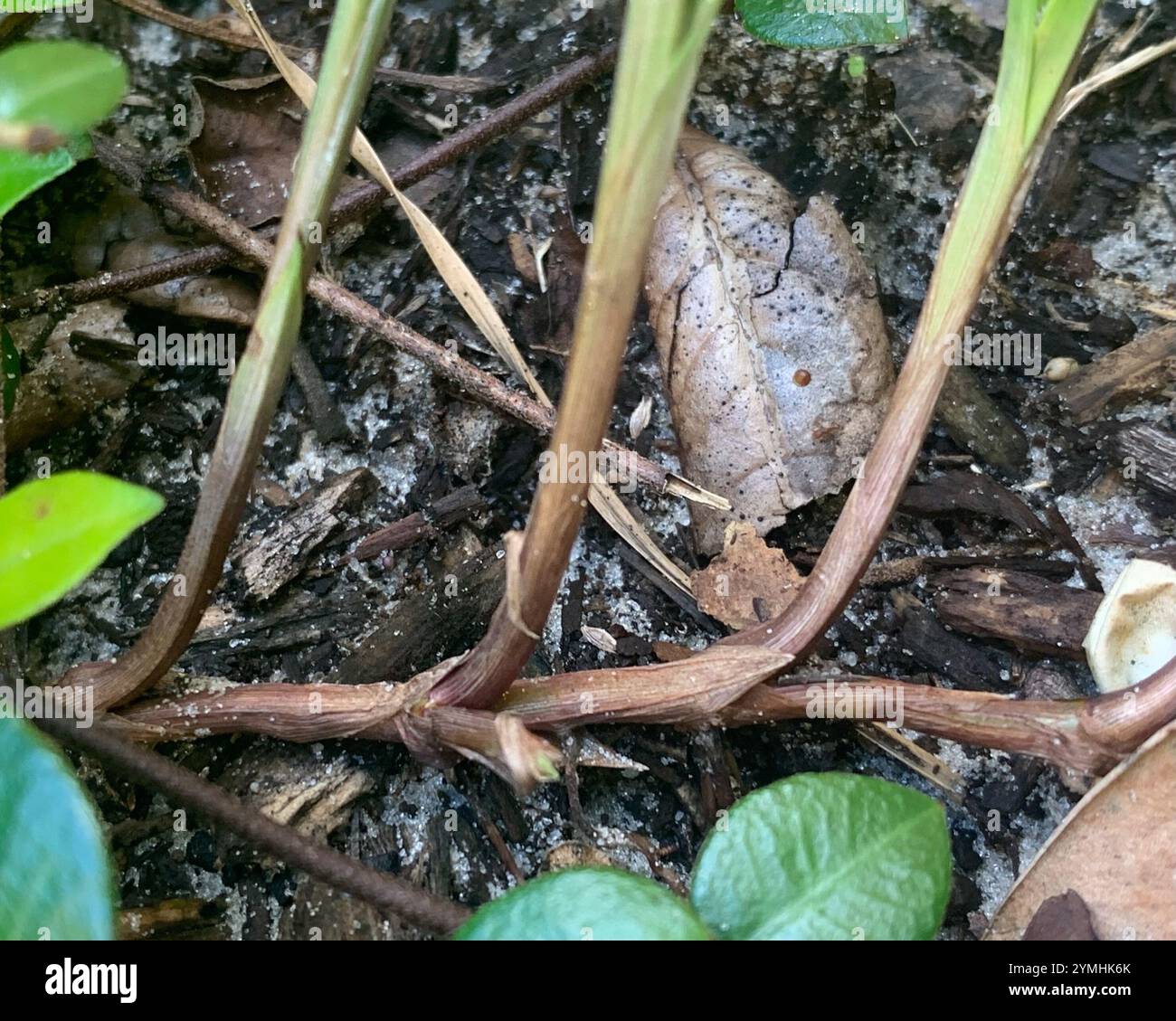 Shortleaf Spikesedge (Cyperus brevifolius Stock Photo - Alamy