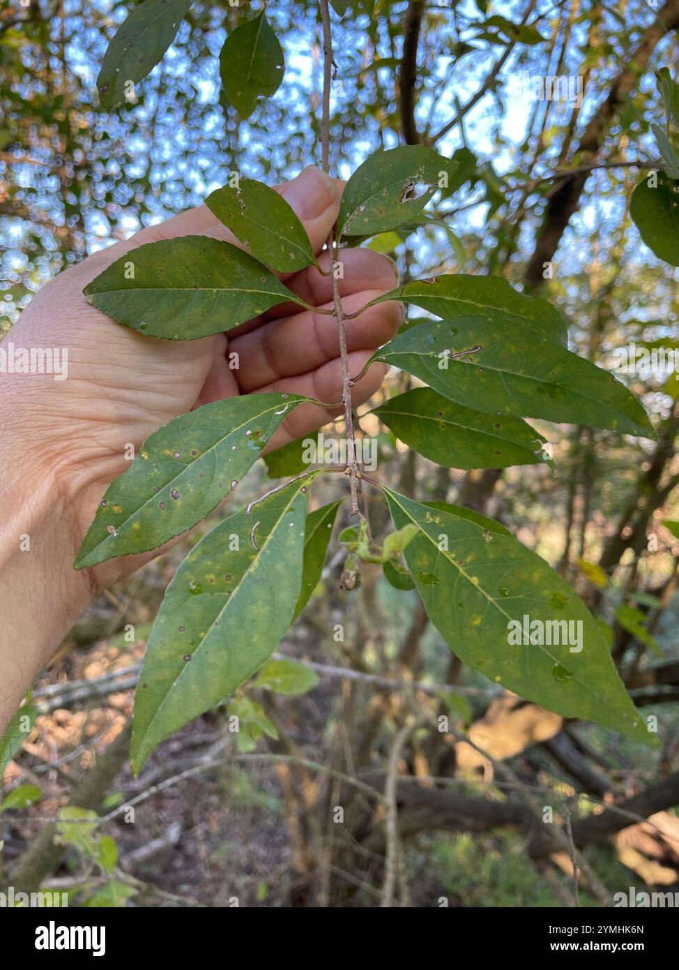 eastern swamp privet (Forestiera acuminata Stock Photo - Alamy