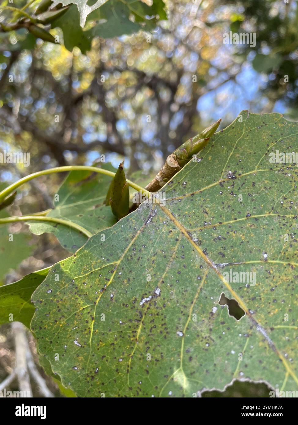 Eastern Cottonwood (Populus deltoides Stock Photo - Alamy
