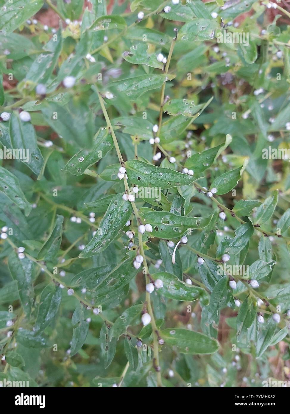 Common Gromwell (Lithospermum officinale Stock Photo - Alamy
