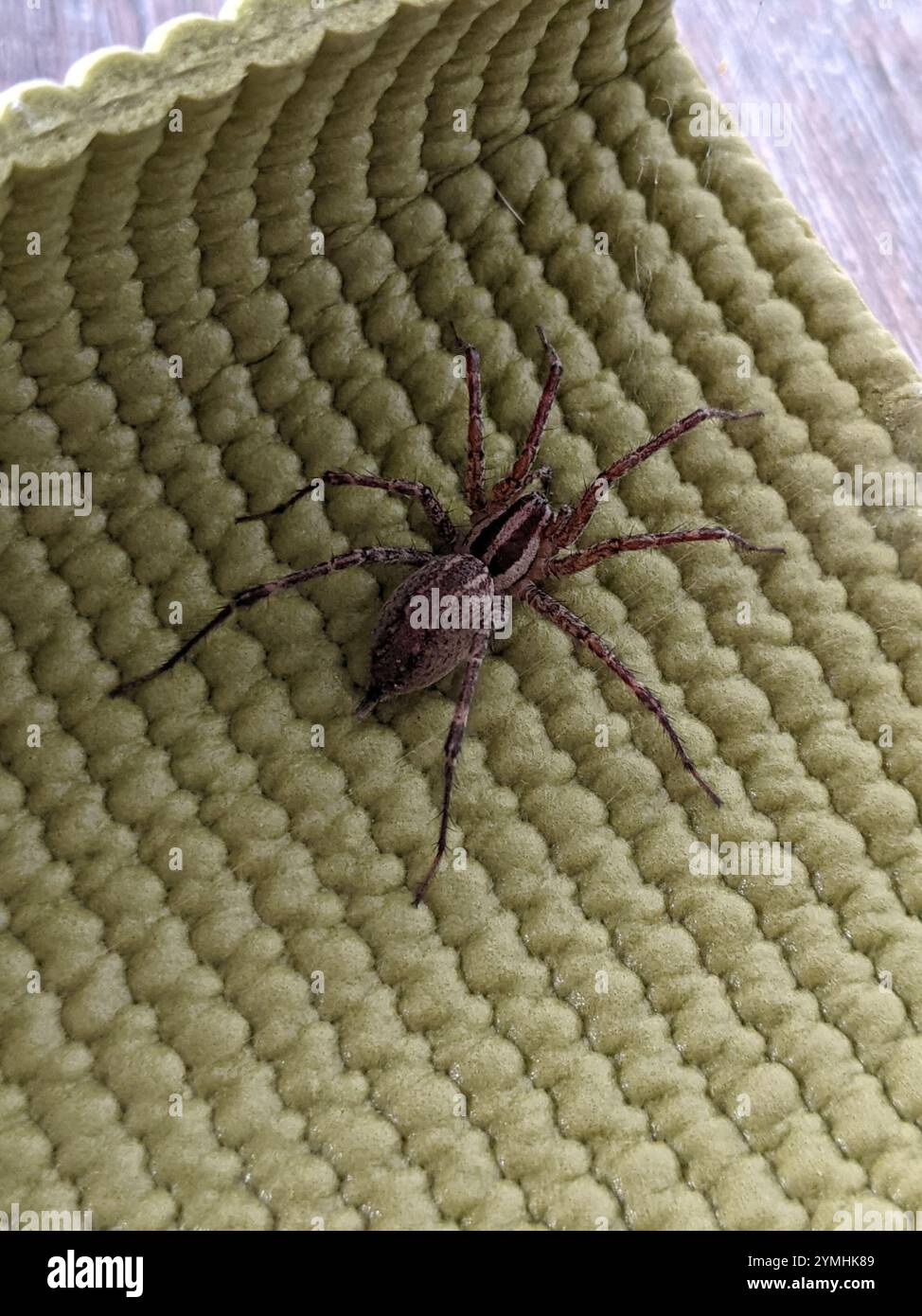 Grass Spiders (Agelenopsis Stock Photo - Alamy