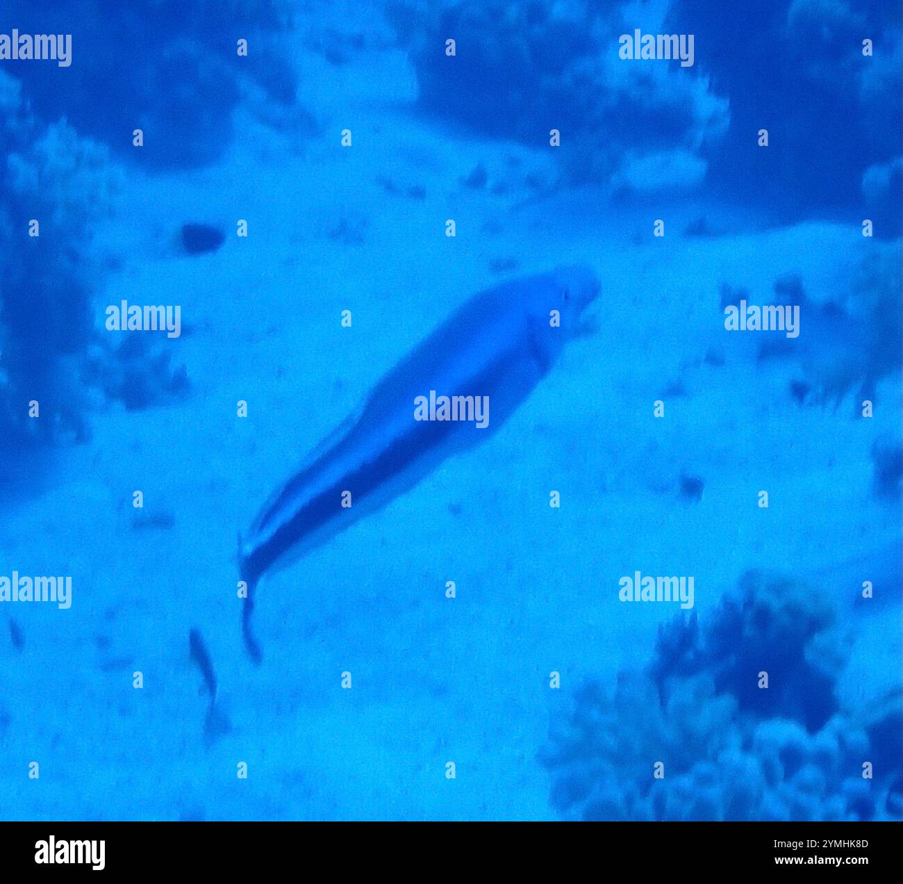 Blue Blanquillo (Malacanthus latovittatus Stock Photo - Alamy