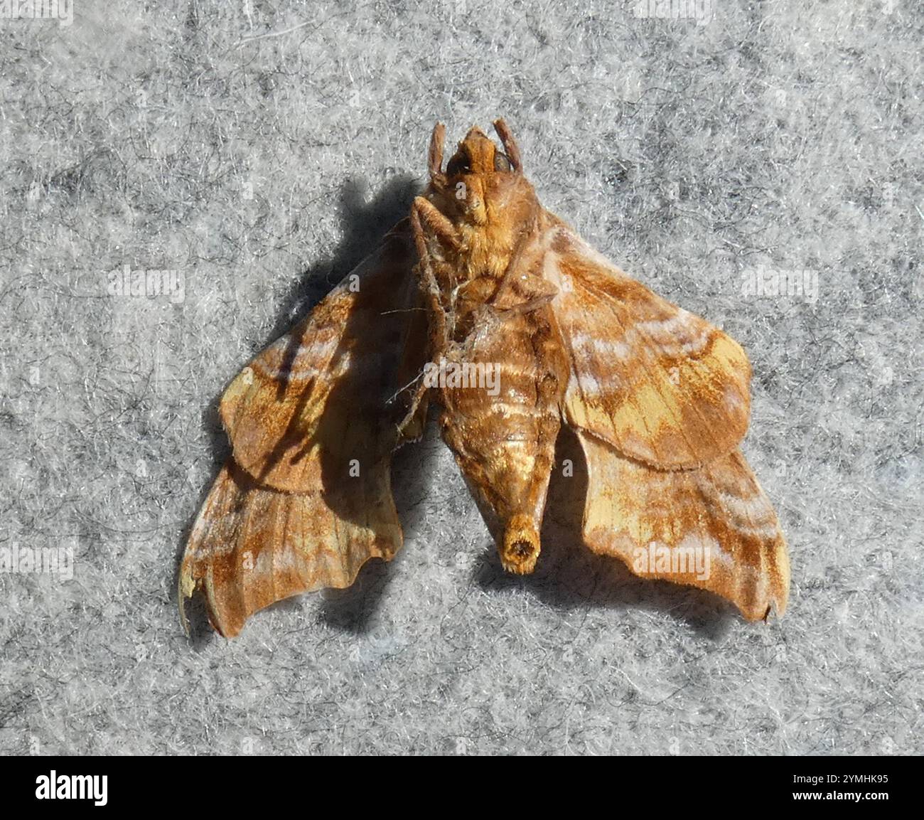 Blinded sphinx hi-res stock photography and images - Alamy