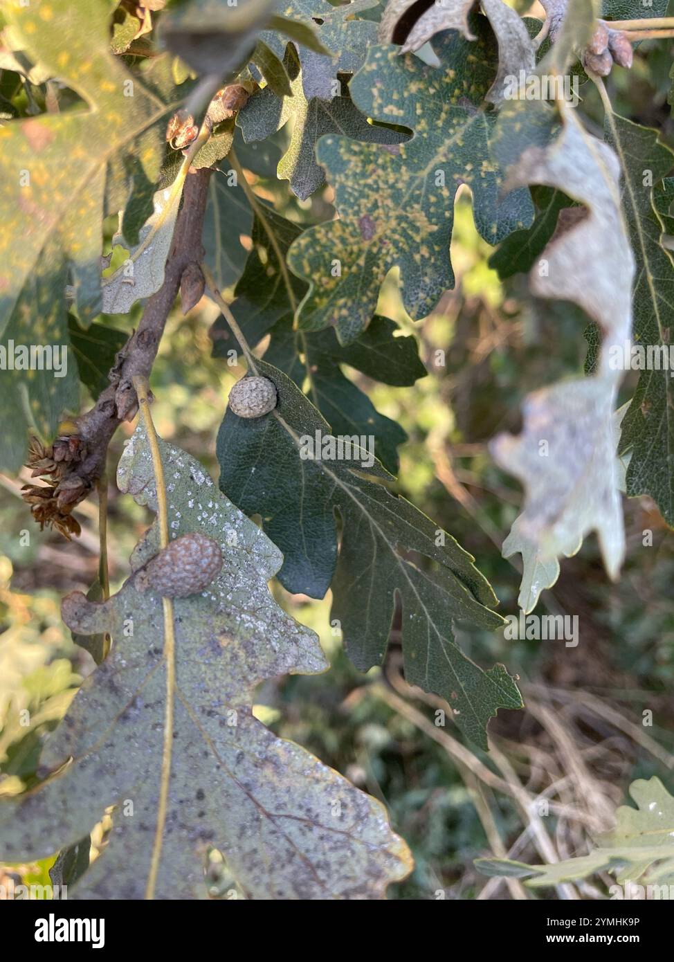 Fuzzy gall hi-res stock photography and images - Alamy