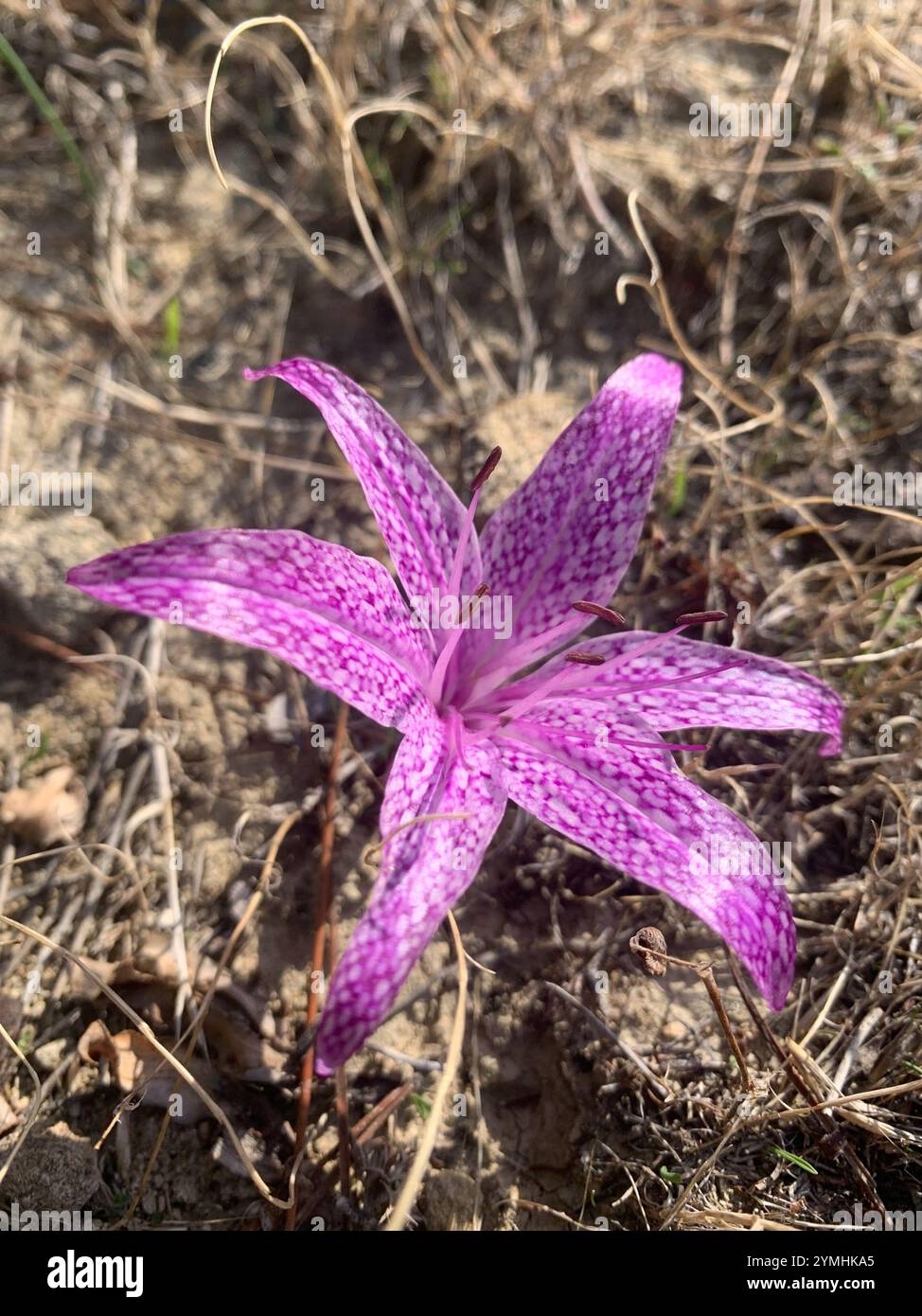 Chequered Meadow Saffron (Colchicum variegatum Stock Photo - Alamy