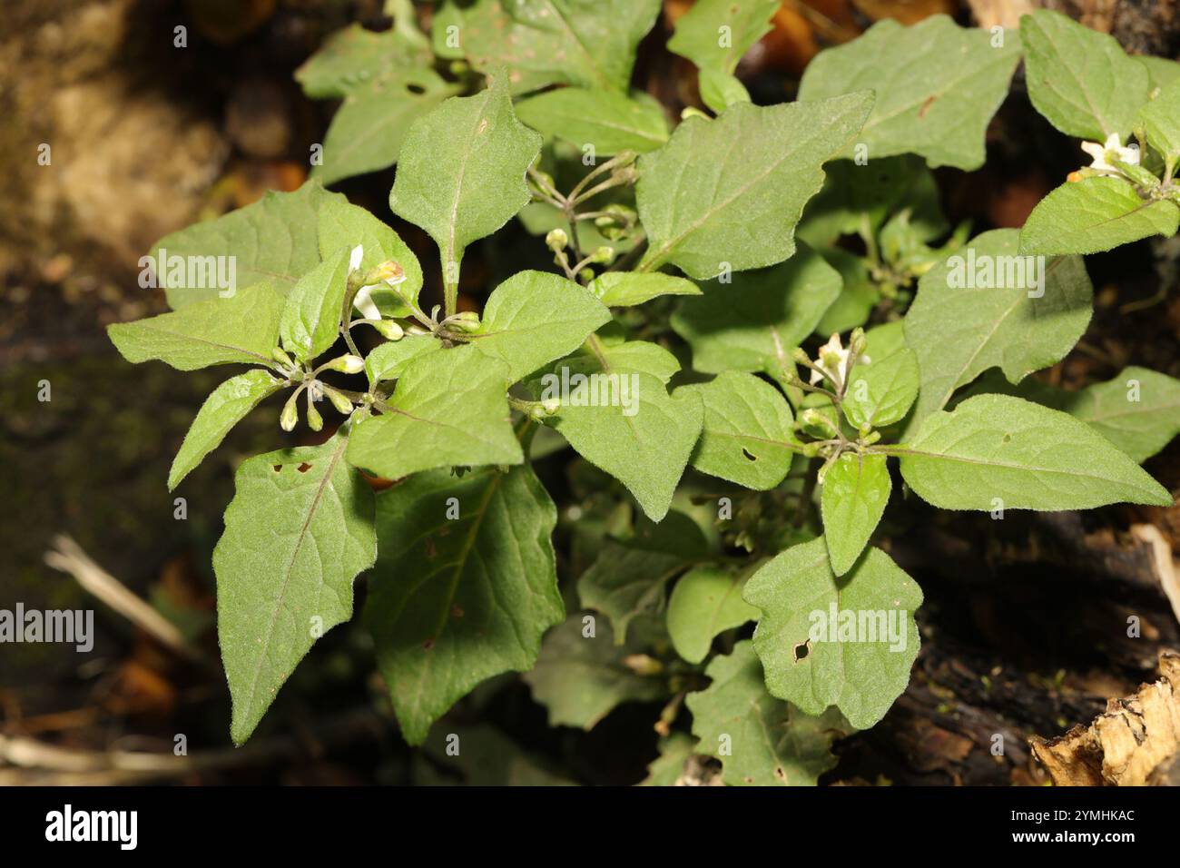 black nightshade (Solanum nigrum Stock Photo - Alamy