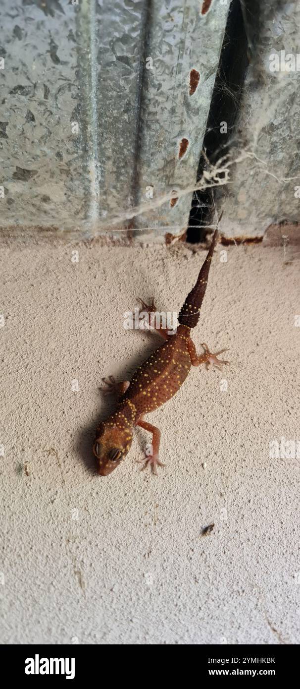 Thick-tailed Barking Gecko (Underwoodisaurus milii Stock Photo - Alamy