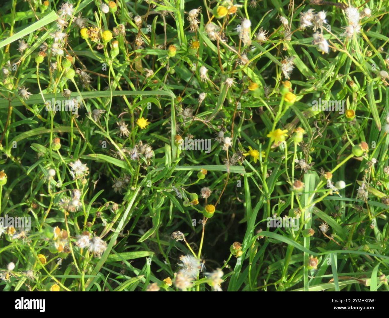 Madagascar Ragwort (Senecio madagascariensis Stock Photo - Alamy