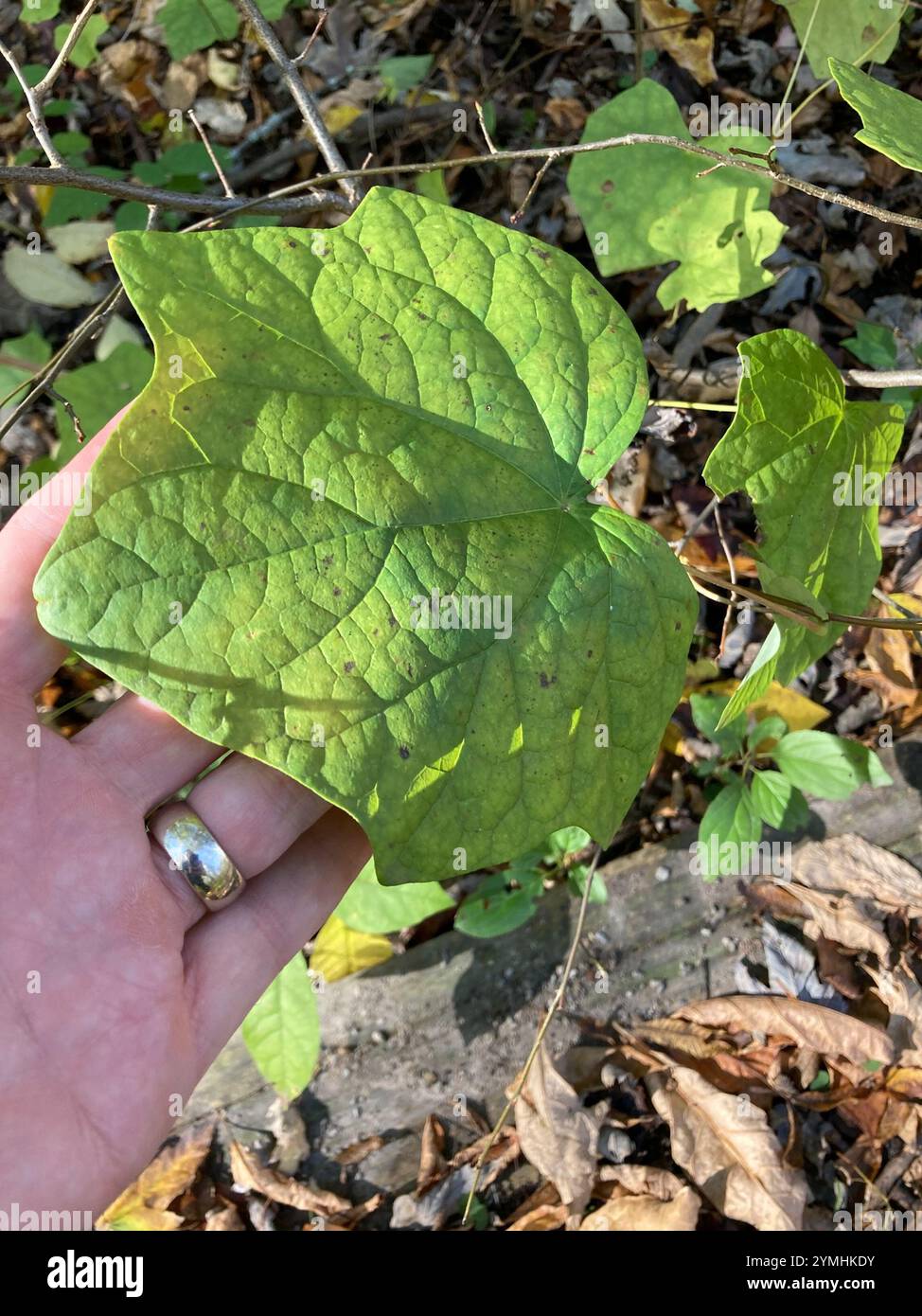 moonseed (Menispermum canadense Stock Photo - Alamy