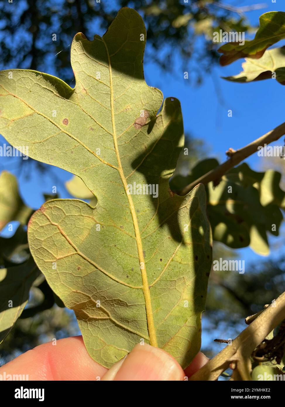 post oak (Quercus stellata Stock Photo - Alamy