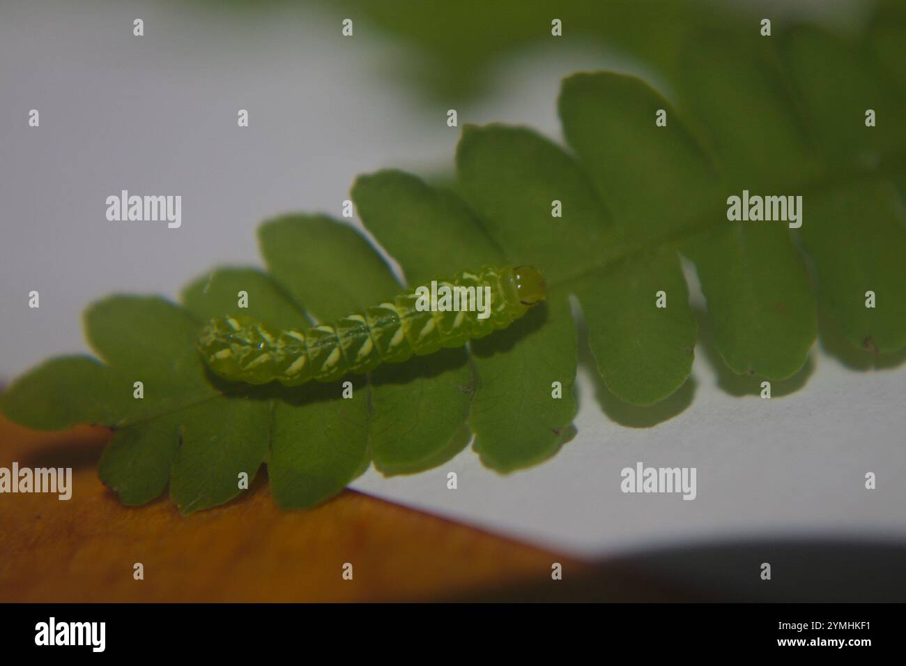 Fern Moths (Callopistria Stock Photo - Alamy
