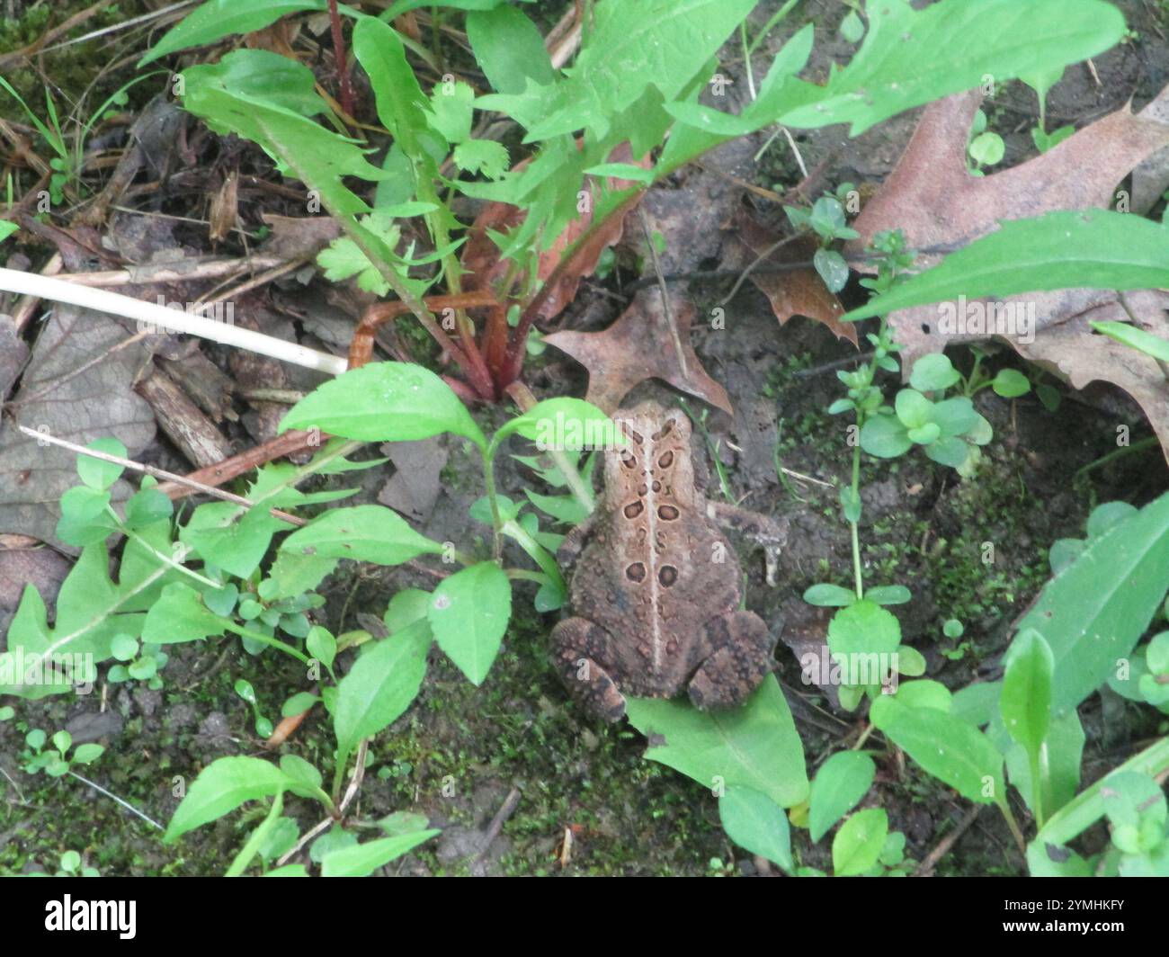 Eastern American Toad (Anaxyrus americanus americanus Stock Photo - Alamy