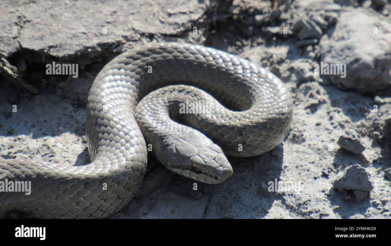 Smooth Snake (Coronella austriaca Stock Photo - Alamy