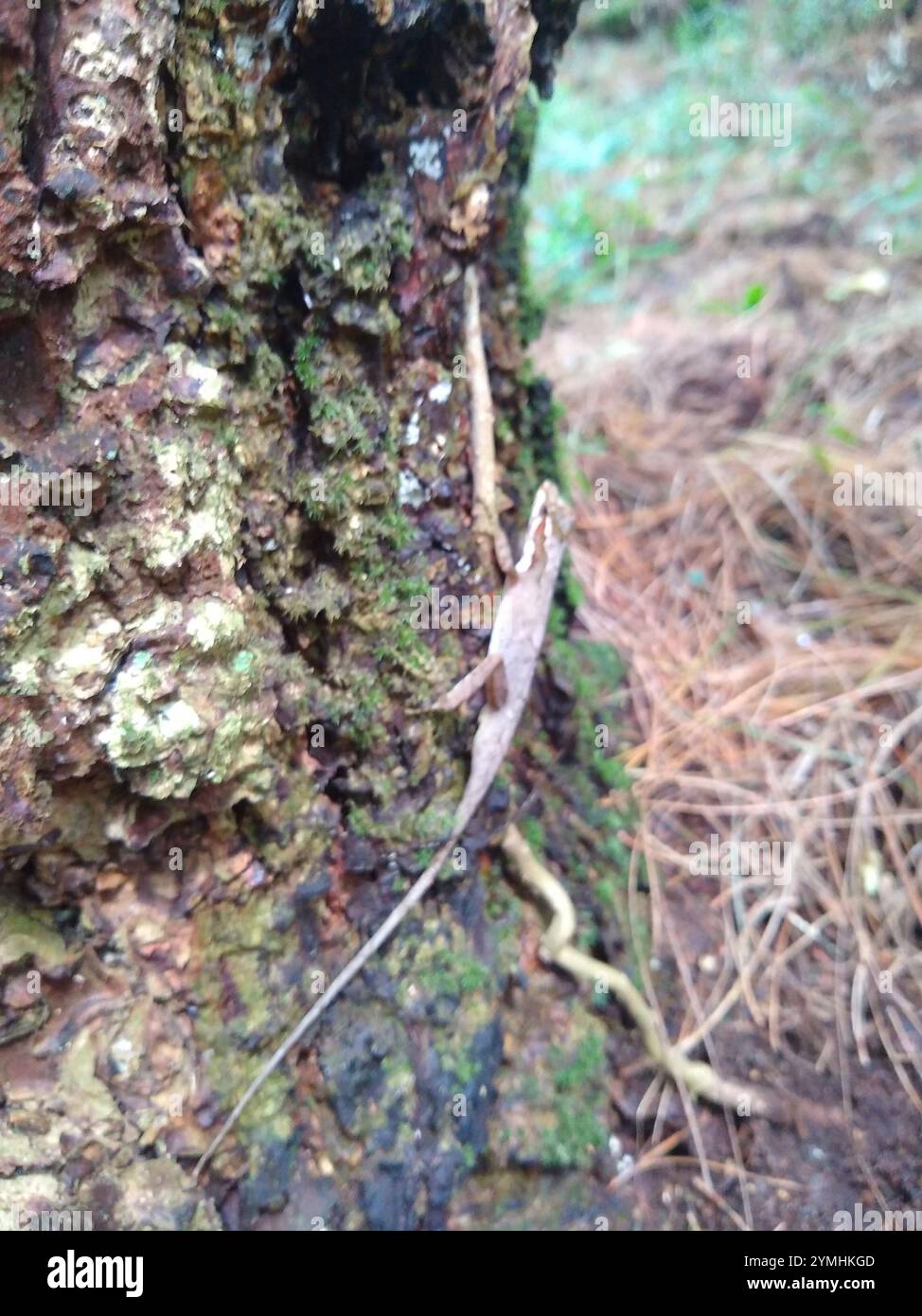 Swift anole hi-res stock photography and images - Alamy