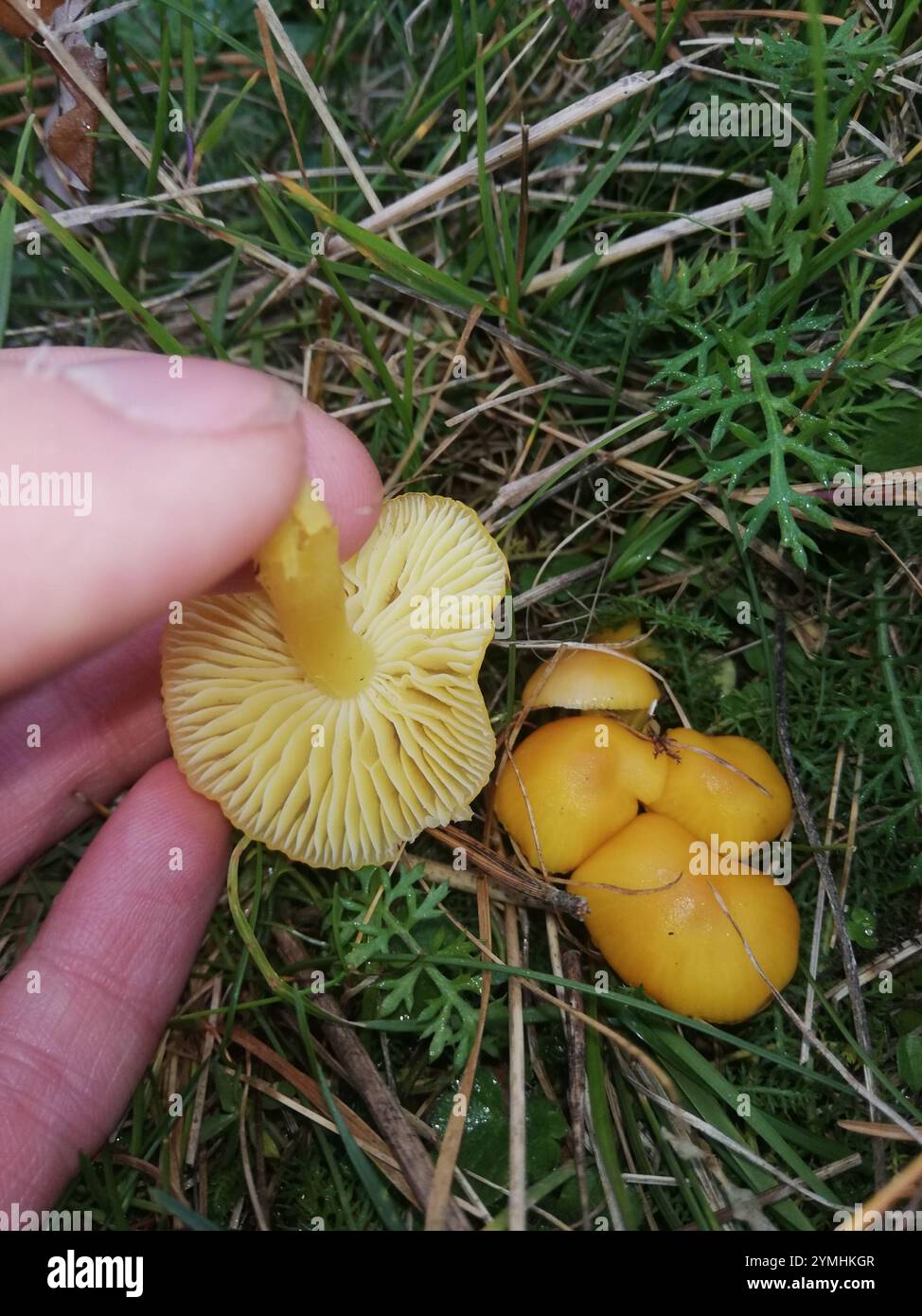 Butter Waxcap (Hygrocybe ceracea Stock Photo - Alamy