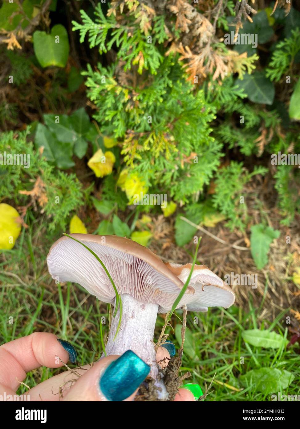 Blewit (Collybia nuda Stock Photo - Alamy