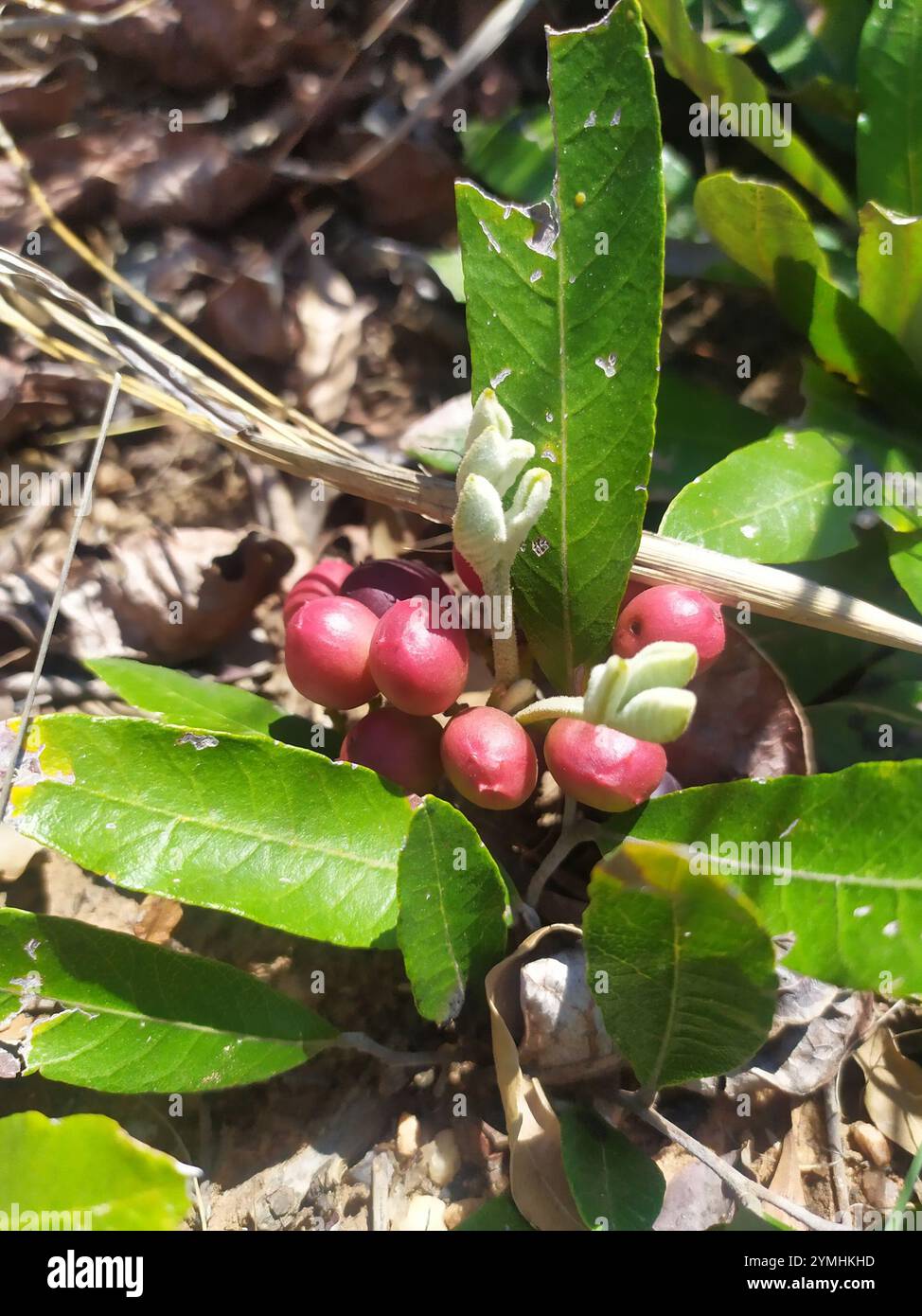 Parinari capensis hi-res stock photography and images - Alamy